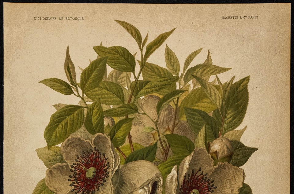 1891 - Virginia Stewartia - Botanical, Color Plate | eBay UK