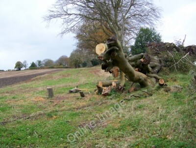 Photo 6x4 Fallen tree near The Green Milton/ST8731 One of the beautiful ...