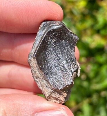 Sauropod Dinosaur Tooth Fossil Portugal Lourinha Formation Jurassic Age ...