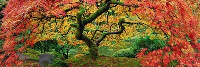 Peter Lik - Autumn Spirit | eBay