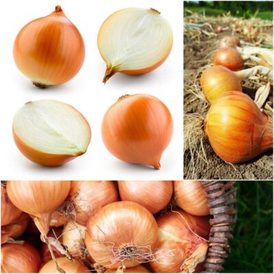 Onion Yellow Granex F1 150 seeds HEIRLOOM vegetable garden AUTUMN ...