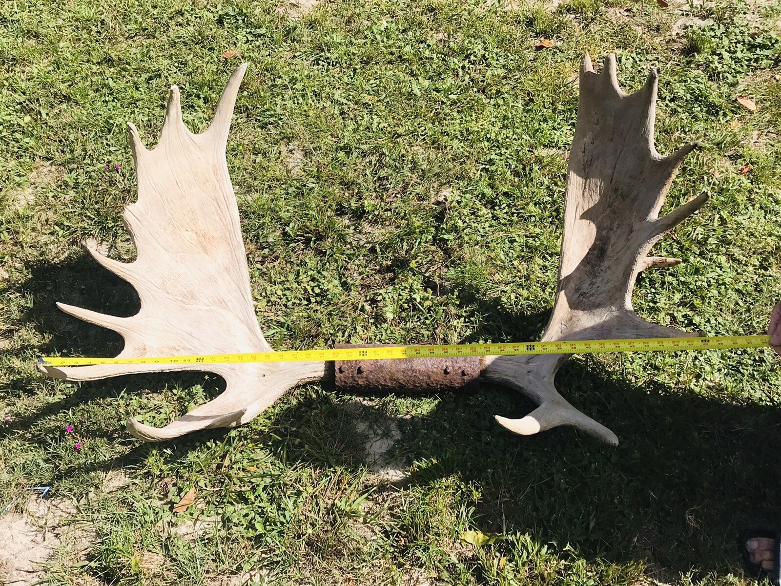 Large Vintage MOOSE ANTLER Mount ALASKA 49" SPREAD Mancave ~ LOCAL PICK ...