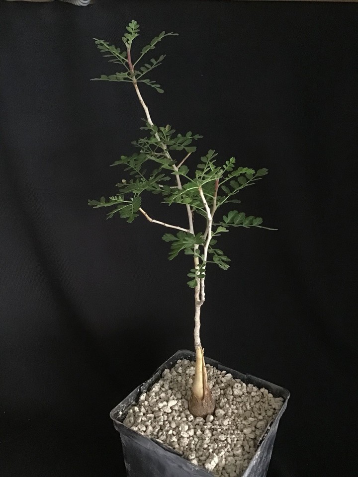 Pachycormus discolor Caudex Caudiciform Bonsai Tree -First Time offer ...