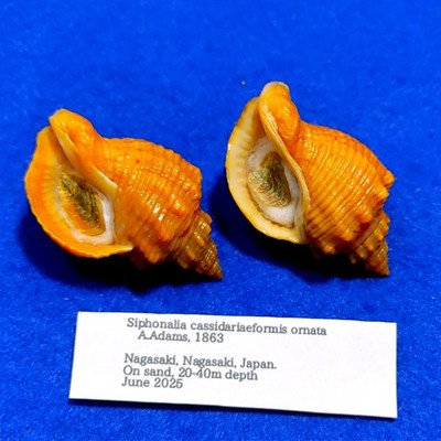 Siphonalia cassidariaeformis ornata 41-41mm Orange Neptunea Whelk Sea shells | eBay