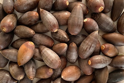 Lot of (12) 2024 Blue Oak Acorns from Sierra Foothills CA (Quercus ...
