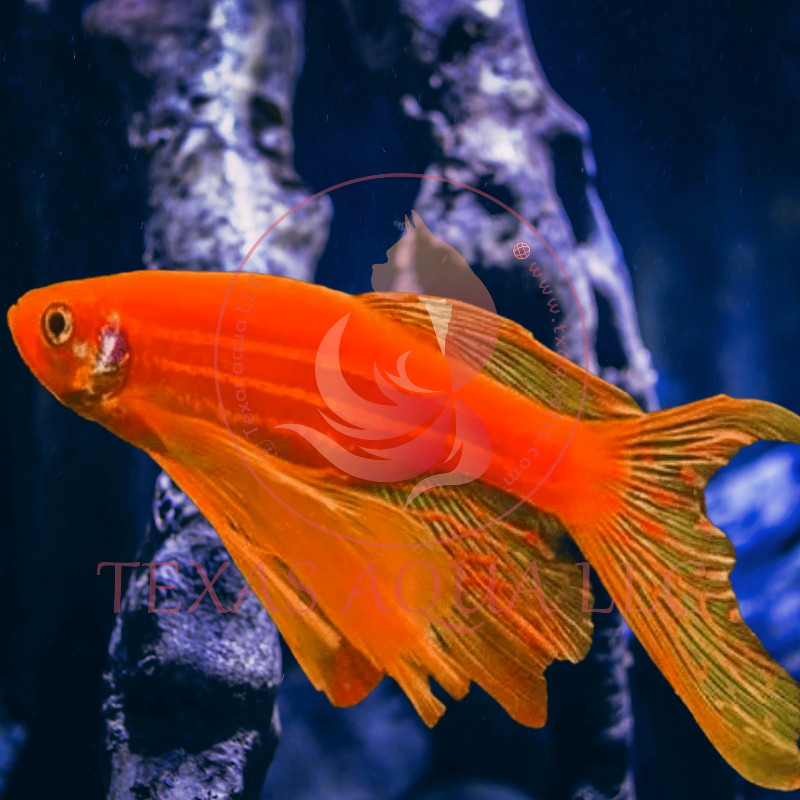 DANIO LONG FIN FISH- TOP QUALITY - USA TOP REPUTABLE SELLER-UPS NEXTDAY ...