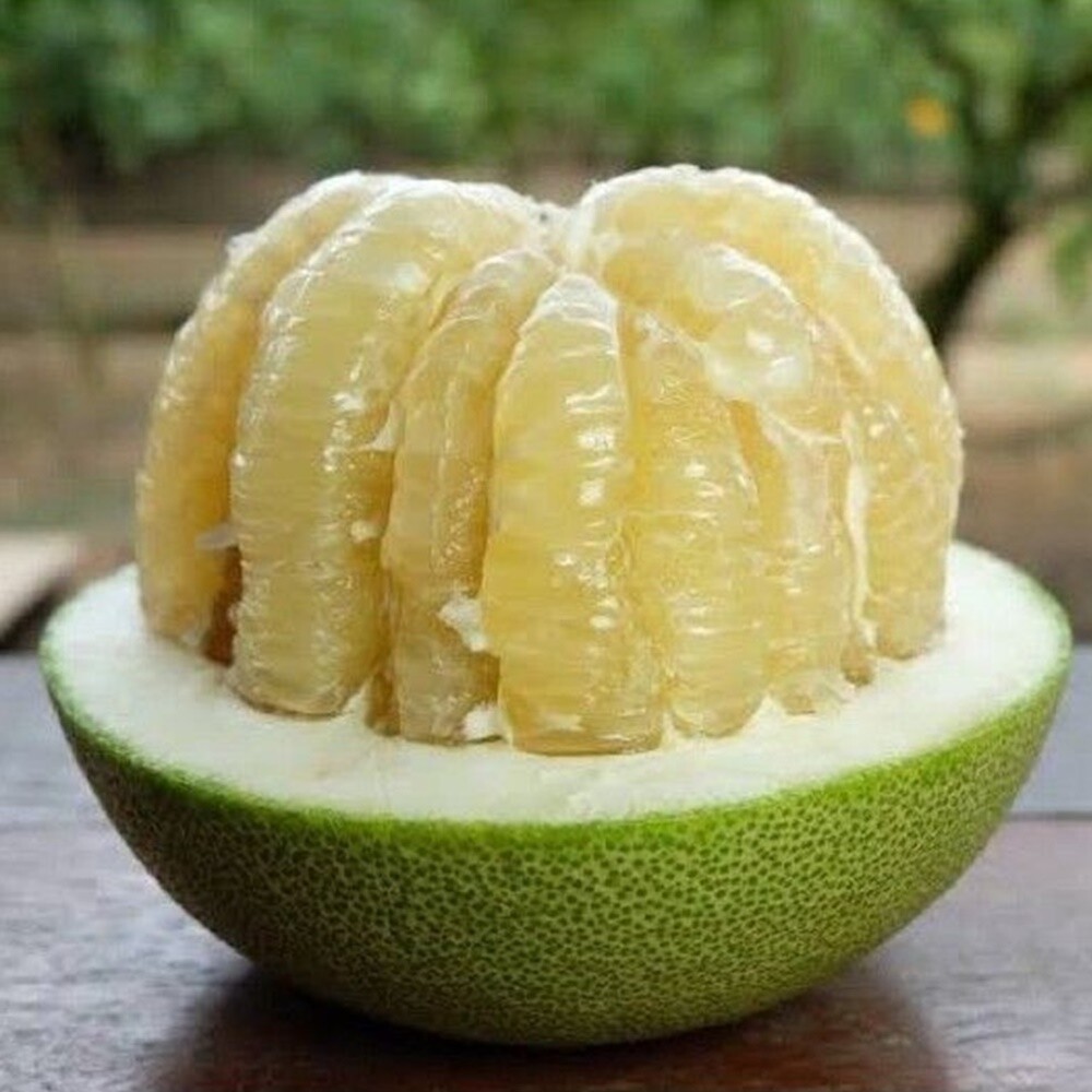 Pomelo Grafted Plant Pummelo Pumelo Fruit Tree Tropical Tall 24 inchs ...