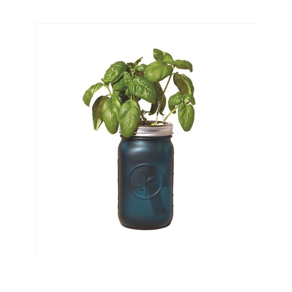 Modern Sprout MS-GJ-1020 Basil Grow Kit, 1 pk 850004989043| eBay