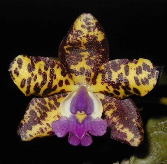 Yellow Spotted Cattleya Jungle Eyes Orchid Plant | eBay