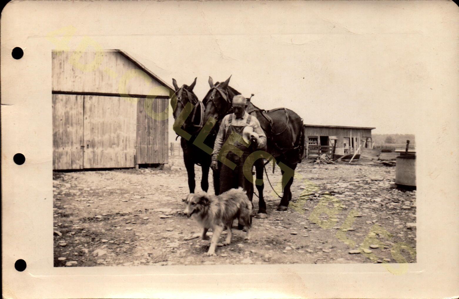 Vintage Found Snapshot Photograph Old Farm Scene with Horses and a Dog ...