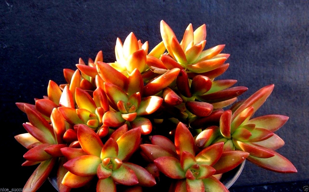 Sedum Adolphi FIRESTORM Nice STRONG Color Succulent 2 Cuttings / pups ...