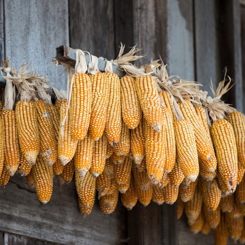 POPCORN SEEDS 1000+ Fast and Easy to Grow Popping Corn Seeds (Zea mays ...