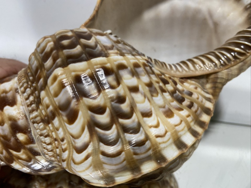 XL Seashell Large Size From Collection Rare and Beautiful | eBay