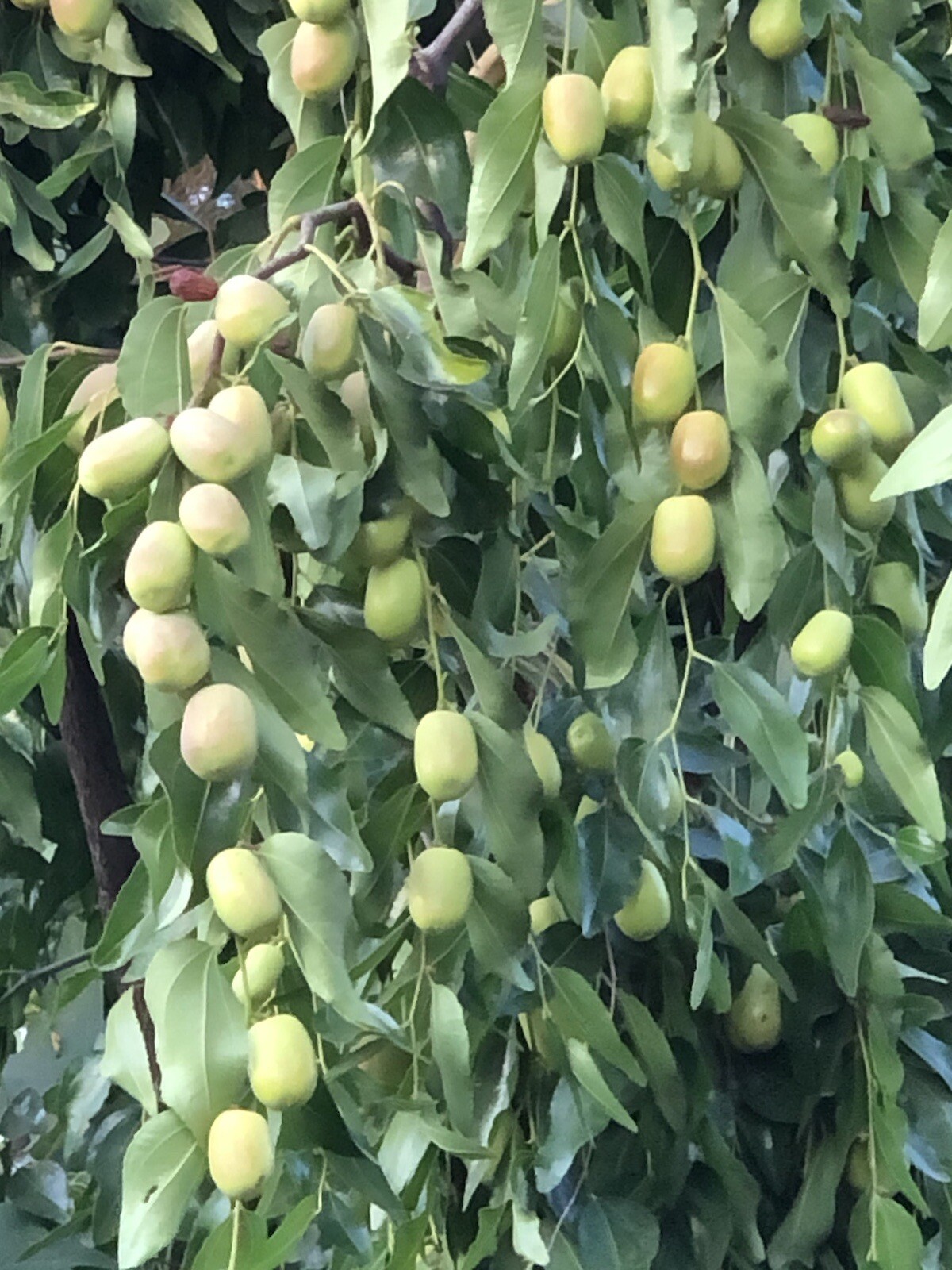 5Jujube Tree Cuttings Lang Chinese Red Date | eBay