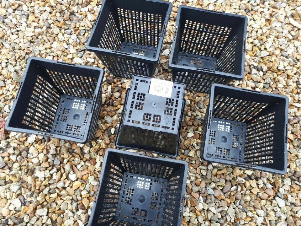 Various NATIVE BRITISH POND MARGINAL PLANTS water bog aquatic wildlife ...