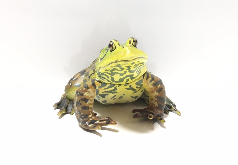 KAIYODO YUJIN Japan Exclusive American Bullfrog Frog Animal Figure W ...