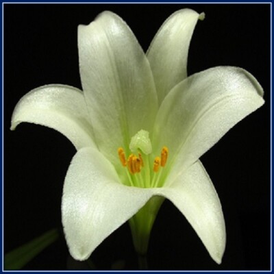 30 Custom Michigan Lily Art Personalized Address Labels | eBay