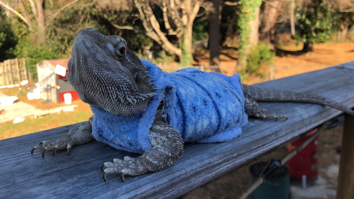 Bearded Dragon Blue