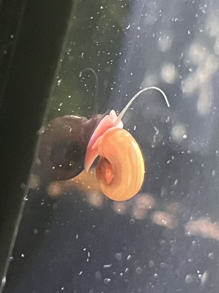 10+ Beautiful PINK Ramshorn Snails A+ Live Freshwater Aquarium GOLD ...