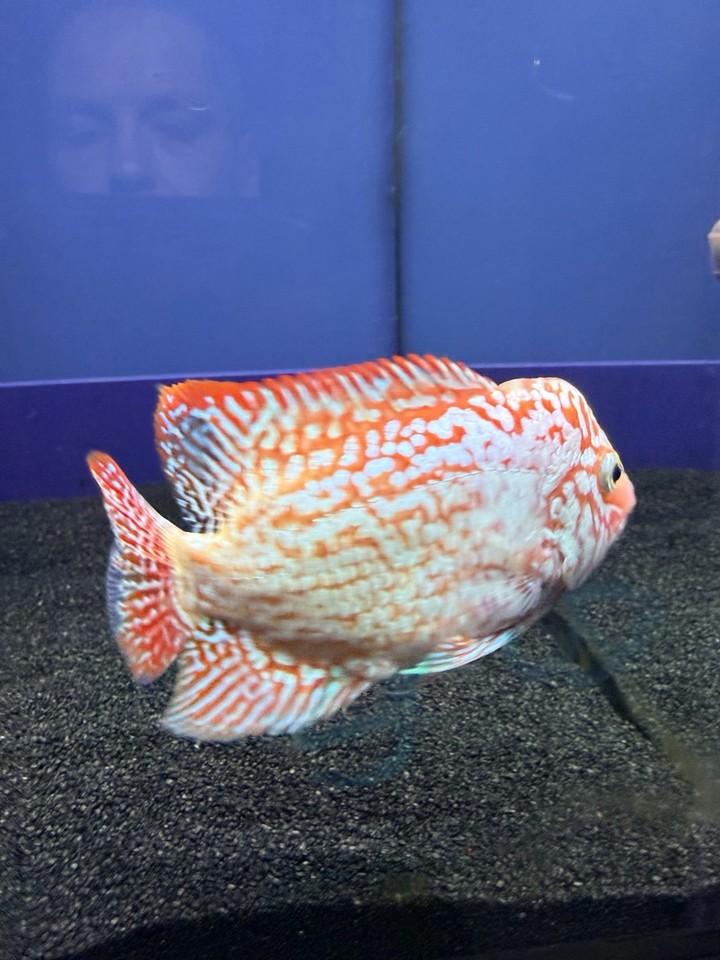 Golden Base x Kamfa Hybrid Flowerhorn | eBay