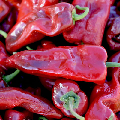 100 Heirloom Ancho Poblano Pepper Seeds - Super Mild Super Flavorful ...