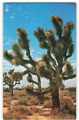 Joshua Tree Forest spectacular botanical features VTG Postcard SK2. | eBay