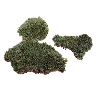 Green Moss Lichen Model Layout for RR Train Railway Scenery Building ...