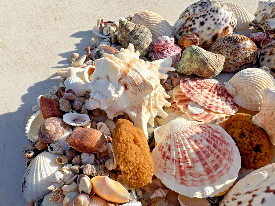 Large Lot Beautiful Seashells Sea Shells 3+ Lbs Best Value & Price FREE ...