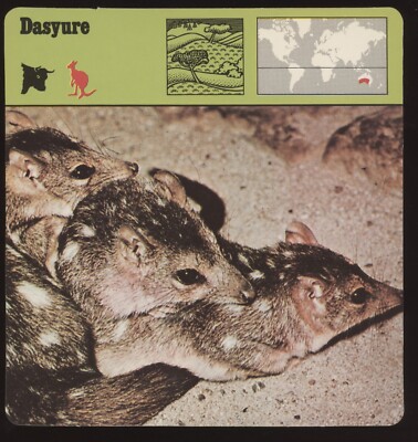 Dasyure Safari Cards Rencontre Mammals | eBay