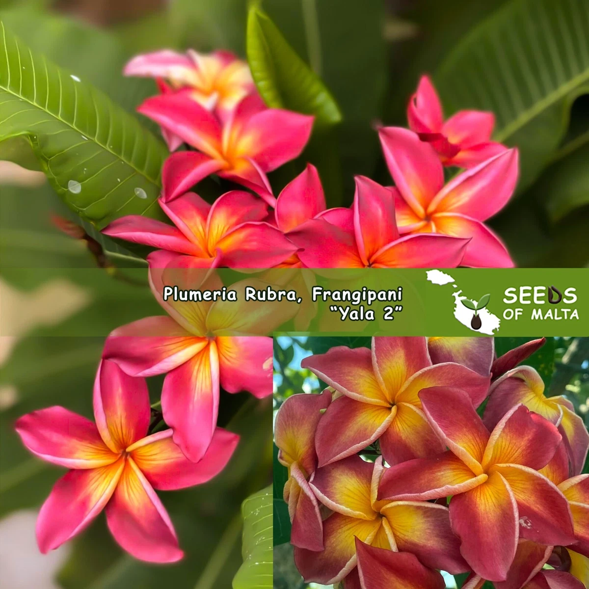 Plumeria Rubra Frangipani