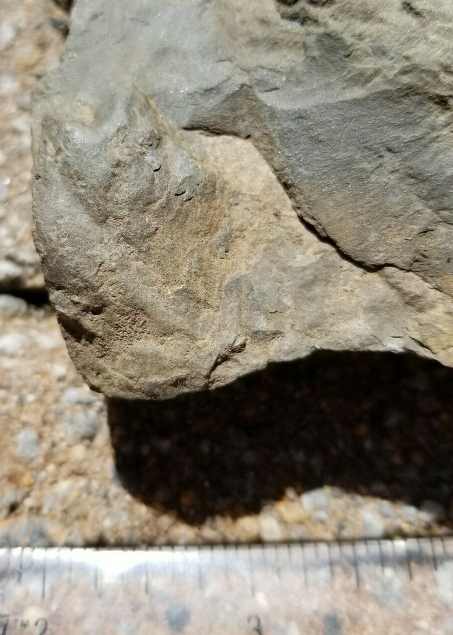 Triassic Dinosaur Footprints, Atreipus, Trace Fossils, Free Shipping in ...