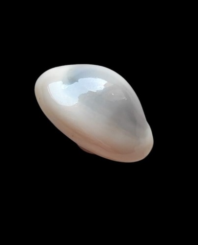 SHELL CYPRAEA MONETARIA ANNULUS mm.23,3 beautiful color NUOVA CALEDONIA ...