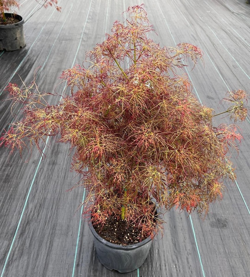 Acer palmatum 'Baby Lace' (Baby Lace Japanese Maple) 2 feet standard ...