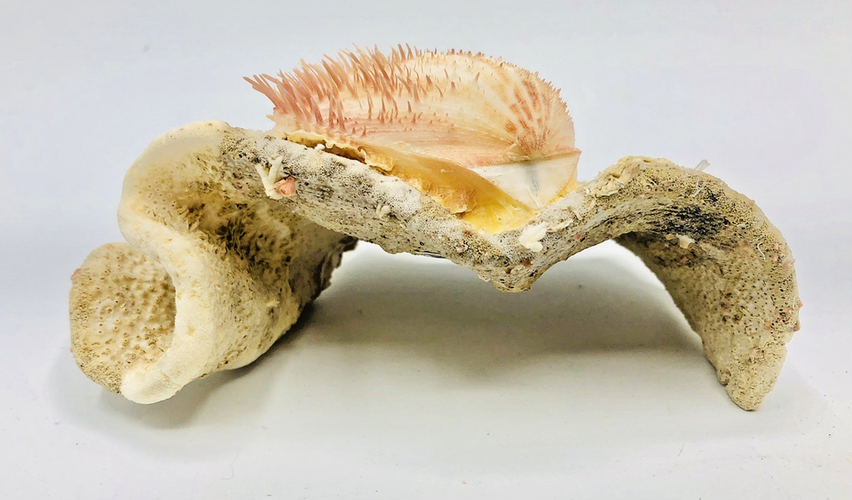Spondylus Anacanthus Bivalve Shell Orange Spiny Oyster Specimen Cebu ...