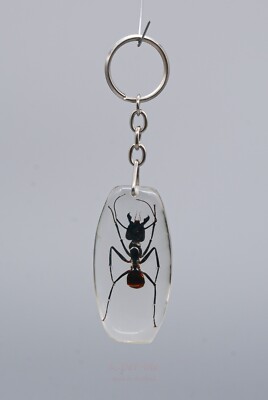 Real Insects Animals Big Black Ant insect in Clear Resin Collectibles ...
