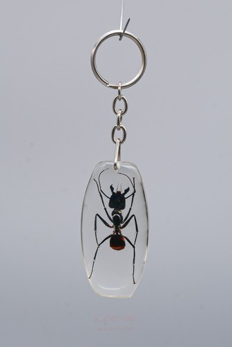 Real Insects Animals Big Black Ant insect in Clear Resin Collectibles ...