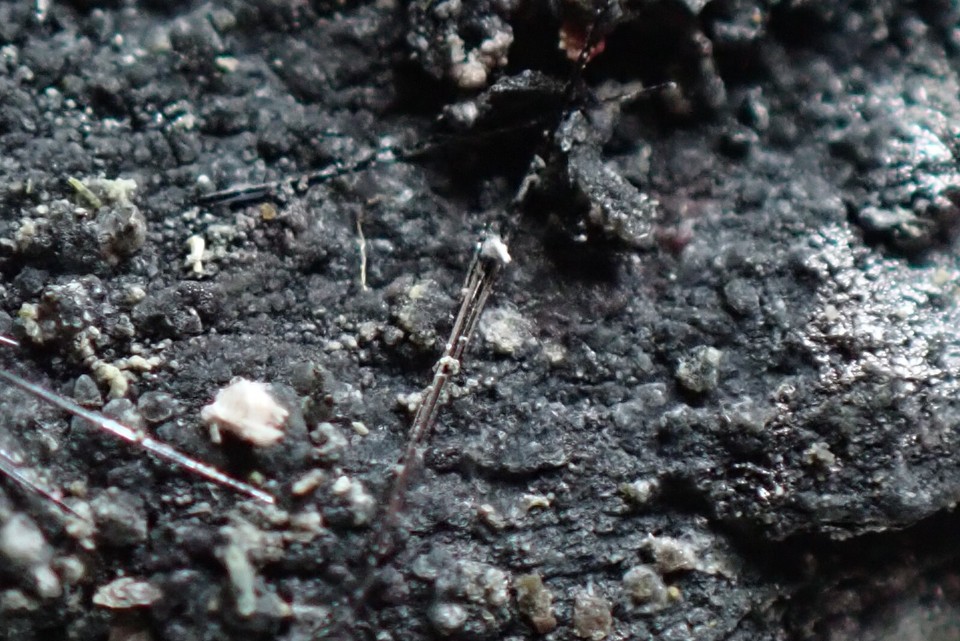 SELENIUM * CRYSTALS ON MATRIX * VERY RARE !!! Ronneburg, GERMANY | eBay