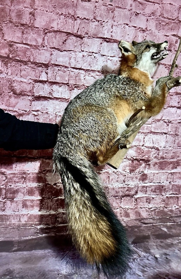 Gorgeous Grey Gray Fox Full Body Mount Pelt Wildlife Art Cabin Decor ...