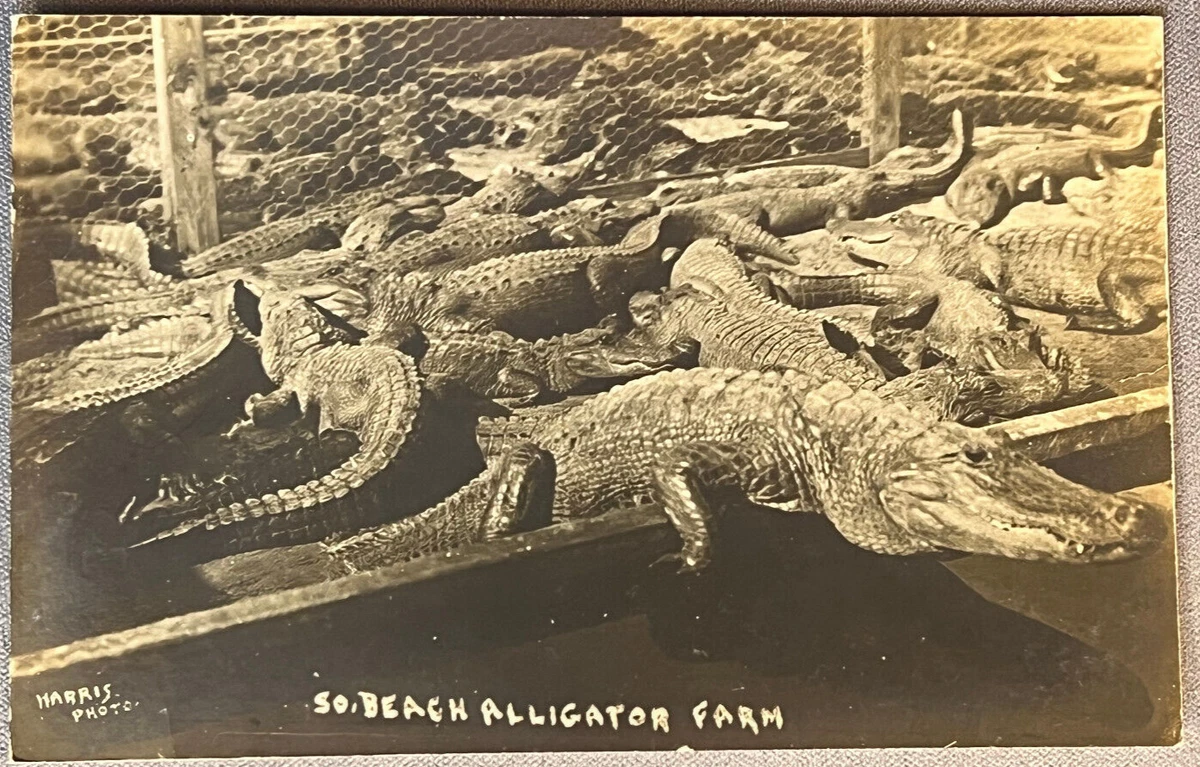 Aligator Farm South Florida