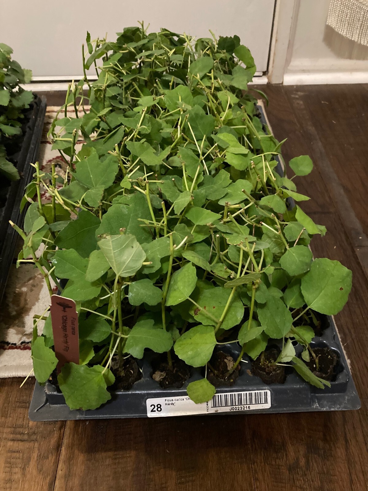 Celeste Fig (Ficus carica) 1 TC Plant/Plug - 4-6 inches - Edible Fruit ...