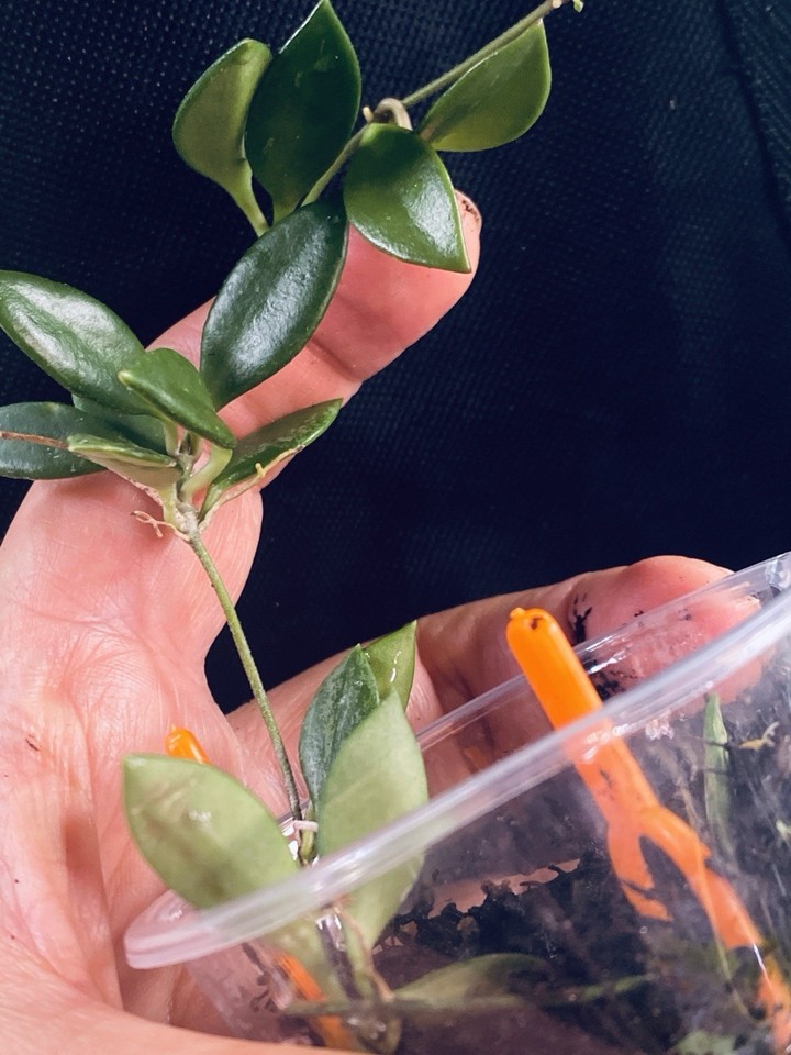 💫 🐝🪴 Hoya aff. picta 🐝🌞💫 | eBay Australia