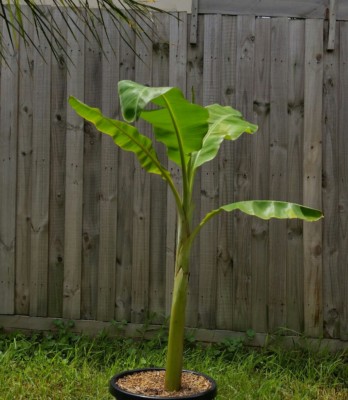 DWARF LADY FINGER BANANA, TREE'S, PLANT'S (PICTURES UPDATED) VICTORIAN ...