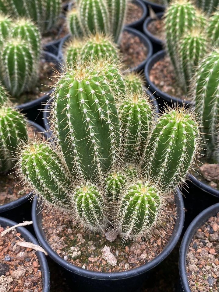 Multi Heads Golden Saguaro Neobuxbaumia polylopha cactus Cacti ...