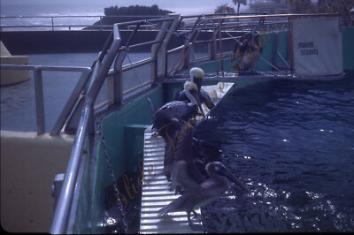 Marine Studio Florida Pelican Bird 1940s Slide 35mm Red Border ...
