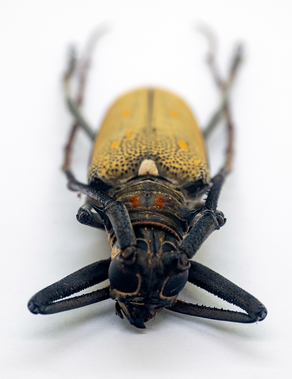 Cerambycidae - Bactocera numitor ferruginea (m) -Mae Tha, Thailand ...