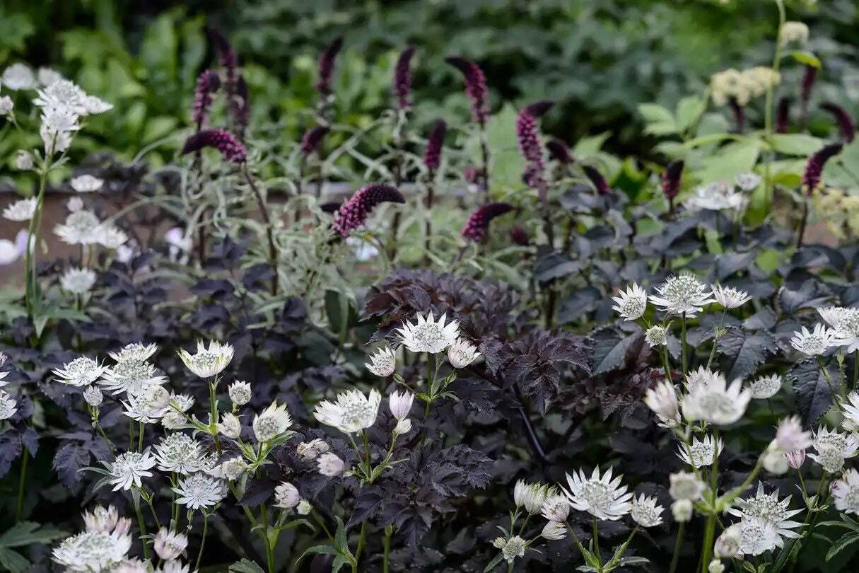 White Astrantia Major Seeds ~ 'Star of Billion' ~ The Great Masterwort ...