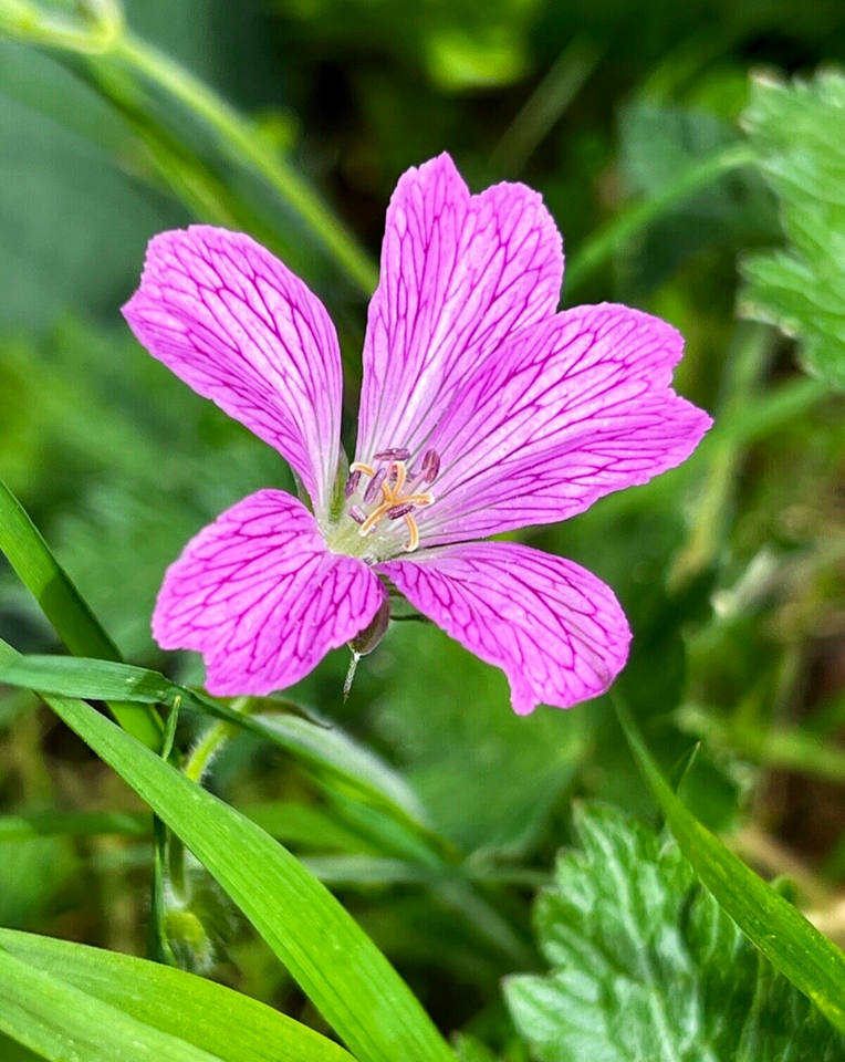 Lot of 5 Cranesbill Geranium (Pusilum Orchid) – Hardy Woodland ...