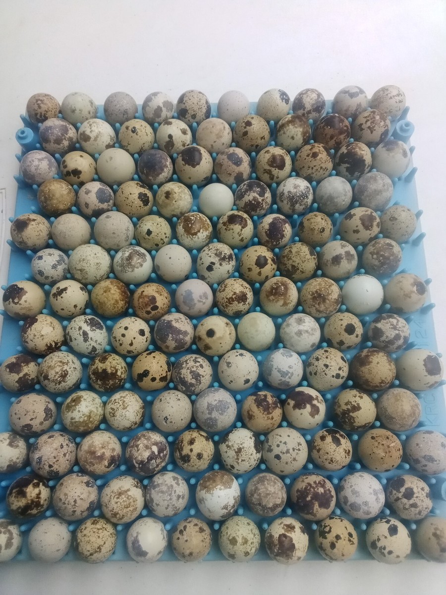Quail Hatching Eggs