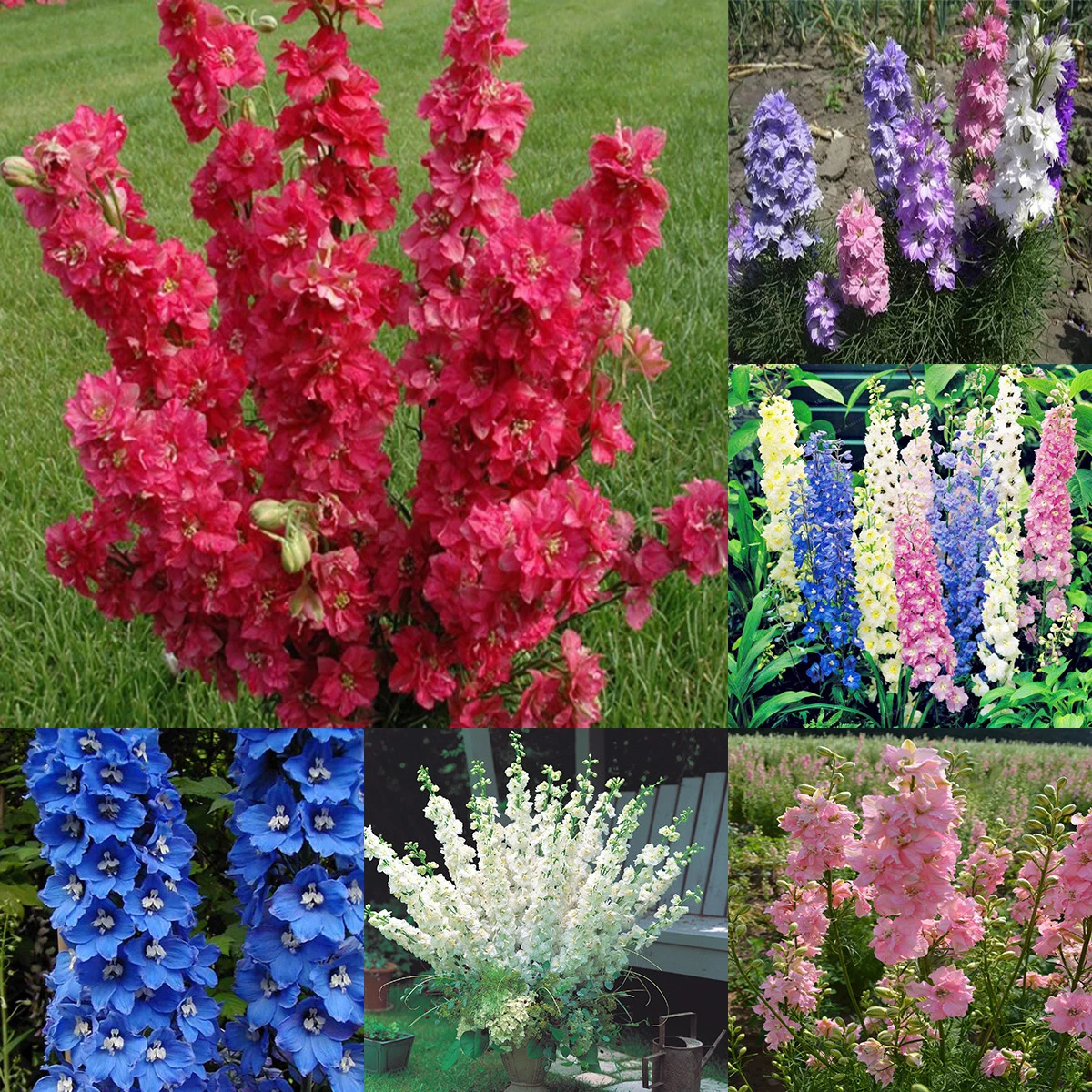 Delphinium Seedlings