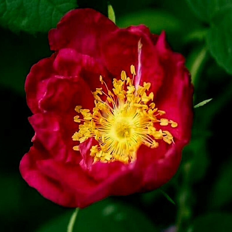 JAPANESE RED ROSE BUSH FLOWER SEEDS Rosa Rugosa Rubra Garden Hardy ...